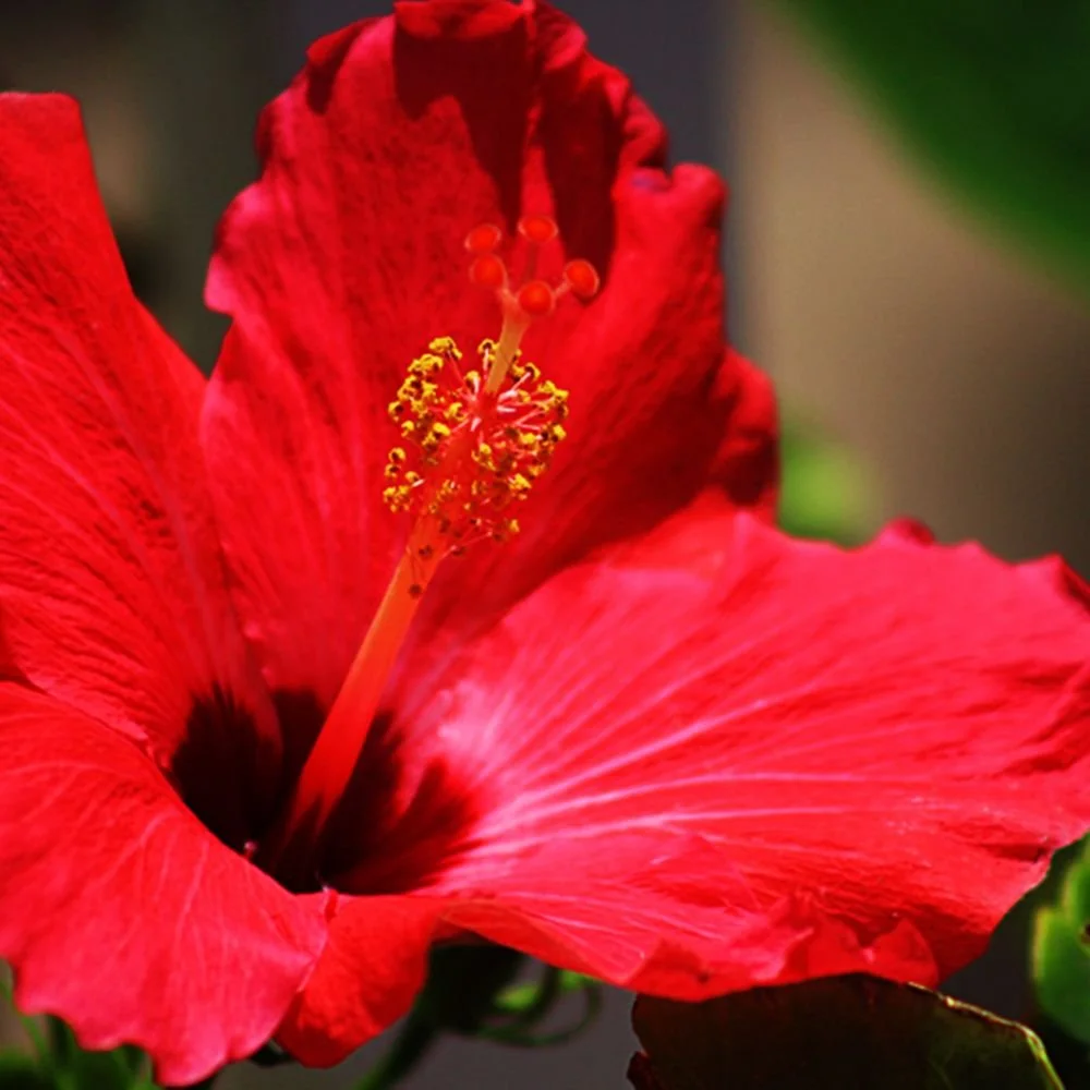 Hibiscus Rio Clara Series (pink, red, orange, white, yellow) is a ...