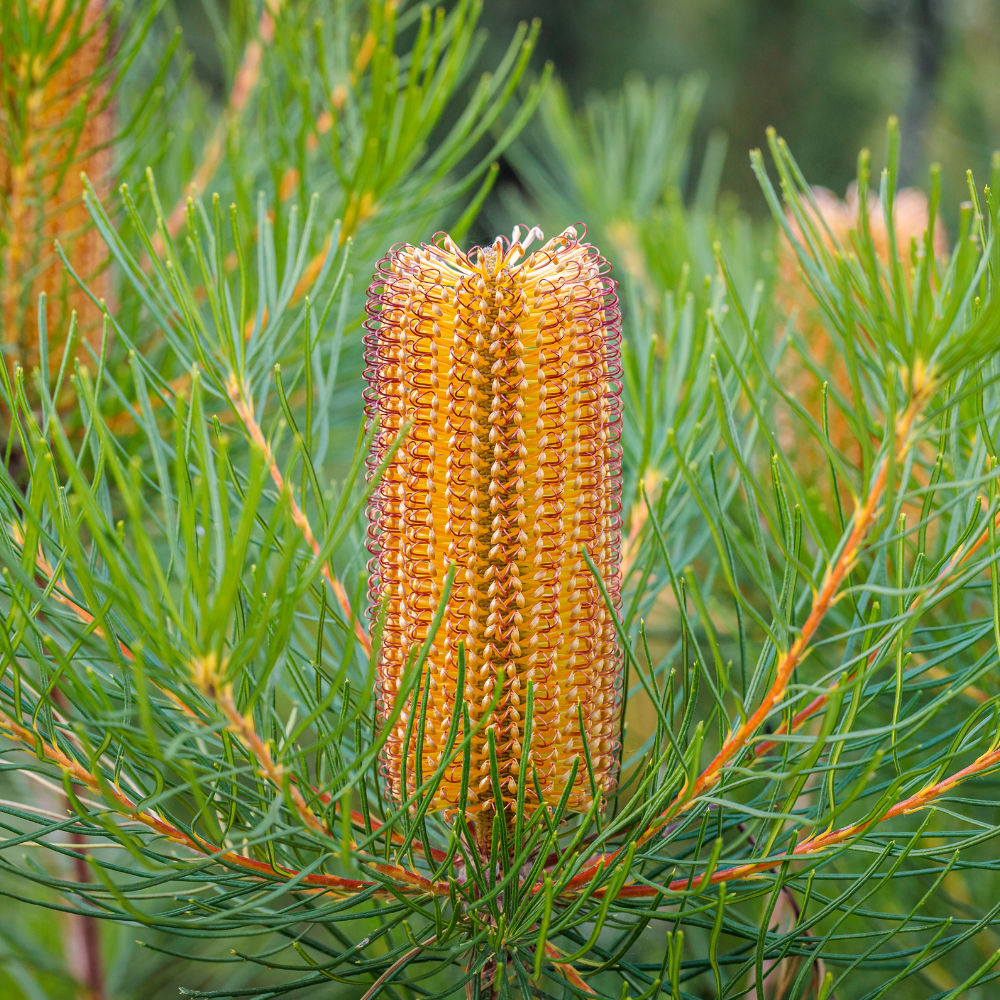 Banksia Spinulosa Honeyeater Delight — Diaco's Garden Nursery