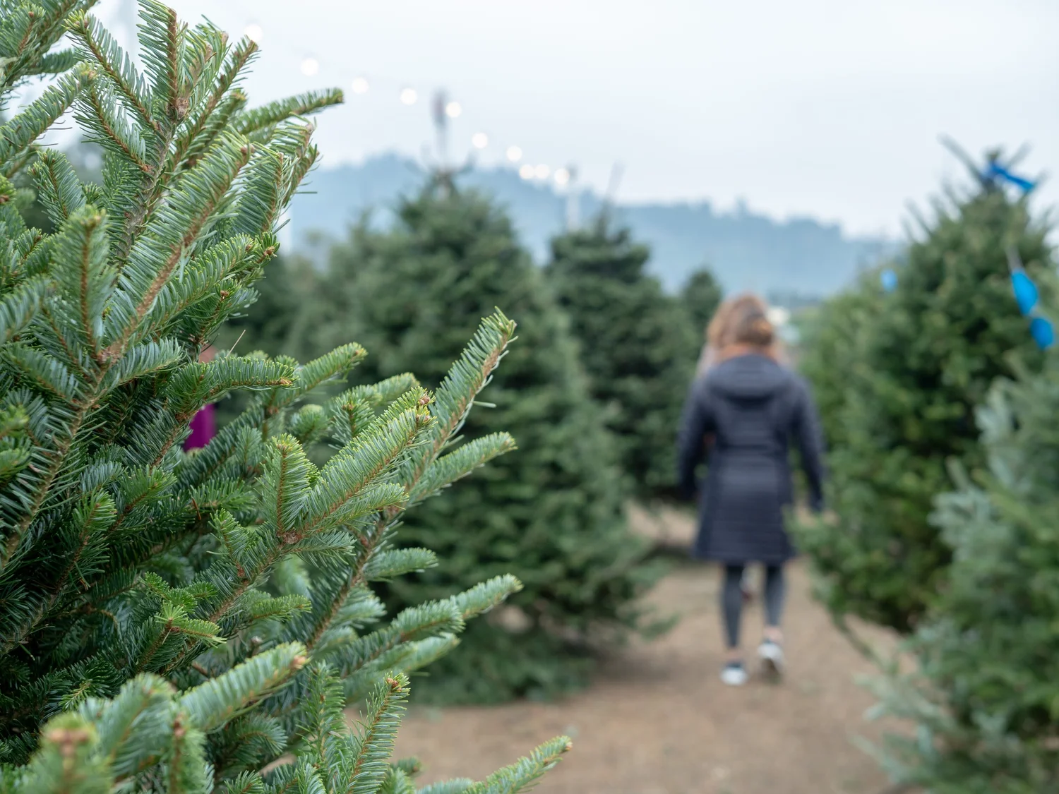 Real Christmas Trees Near You | Cedar Grove Christmas Trees Retail ...