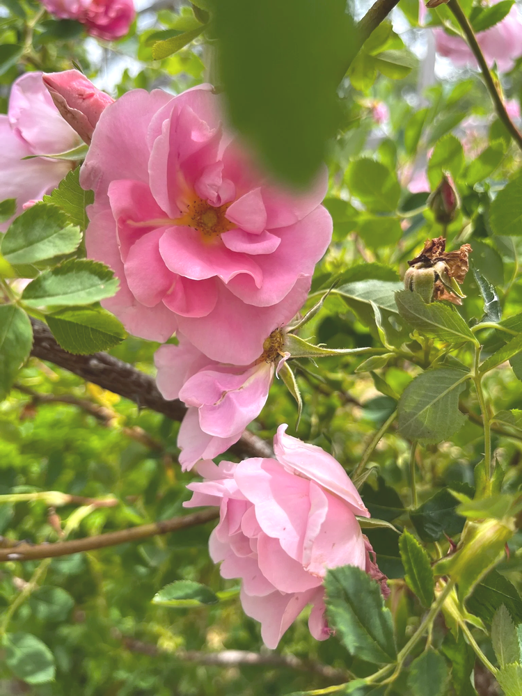 Shop — Hummingbird Roses