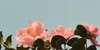 Free Human Design Chart with Chiron & Lilith — Her Uprise