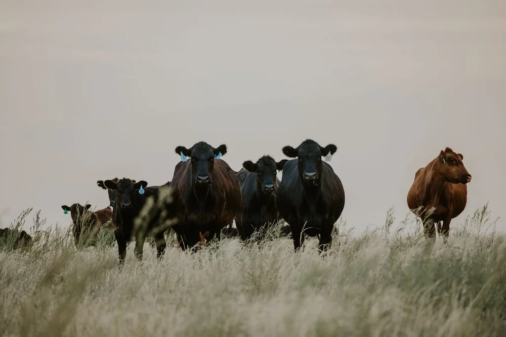 Turnkey Cattle Co | All-Natural Beef | Bulk, Bundles & Cuts | Greeley, CO