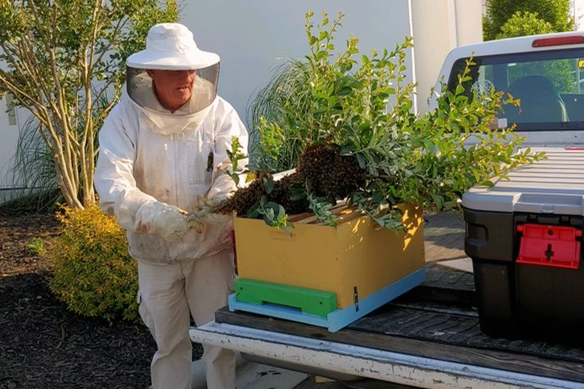 Bee, Wasp, and Hornet Removal in Charlotte NC — Action Pest Exterminating