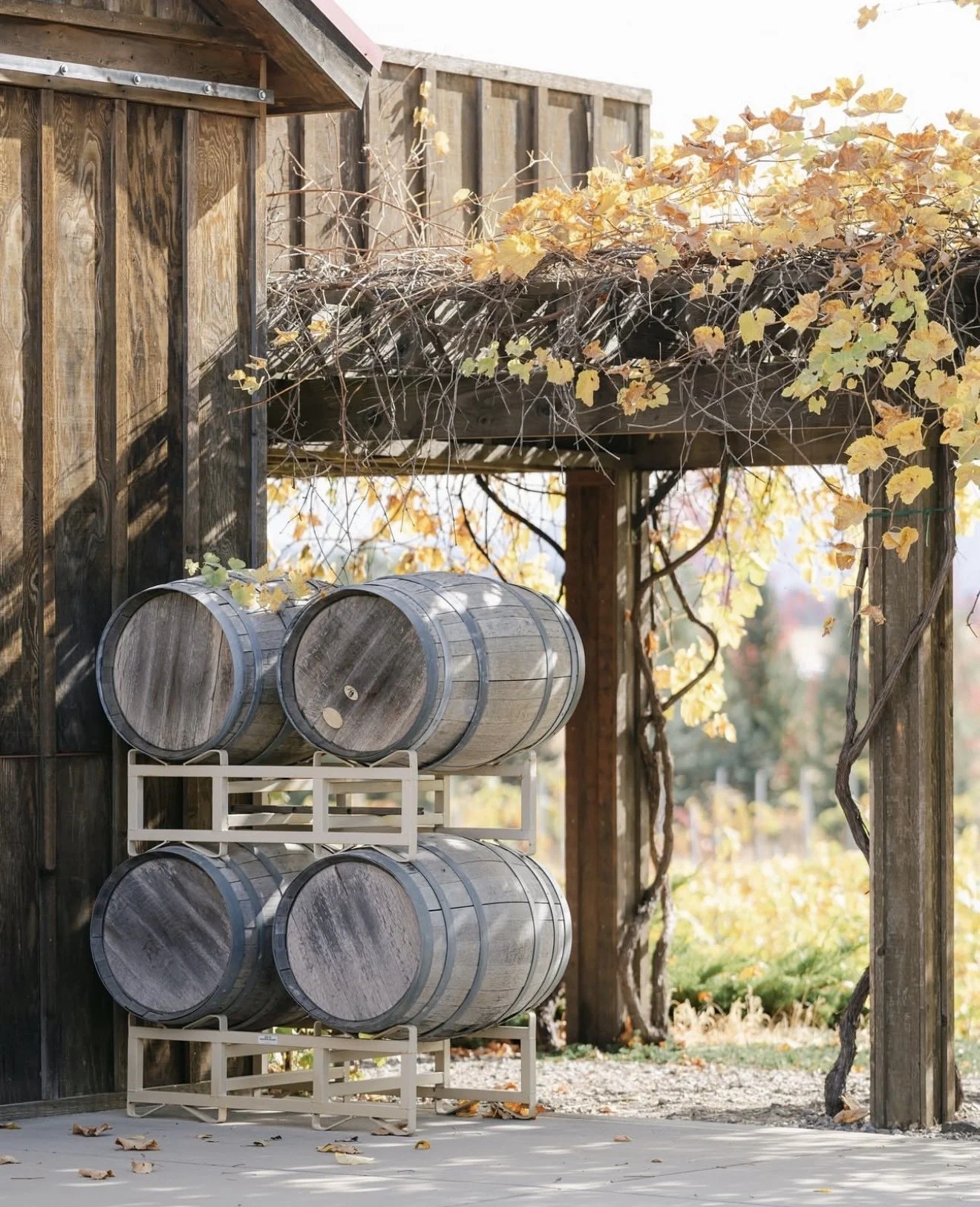 Trezzi Farm | Spokane Estate Winery & Vineyards | Green Bluff