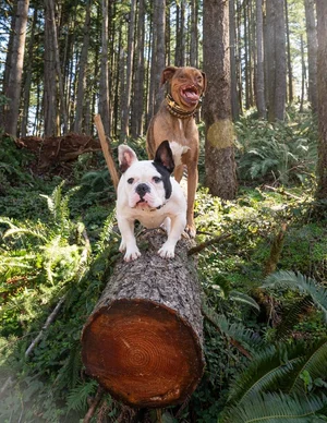 Luvable Dog Rescue | Join the Rescue Movement Today