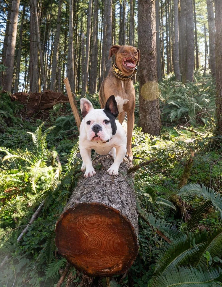 Luvable Dog Rescue | Join the Rescue Movement Today