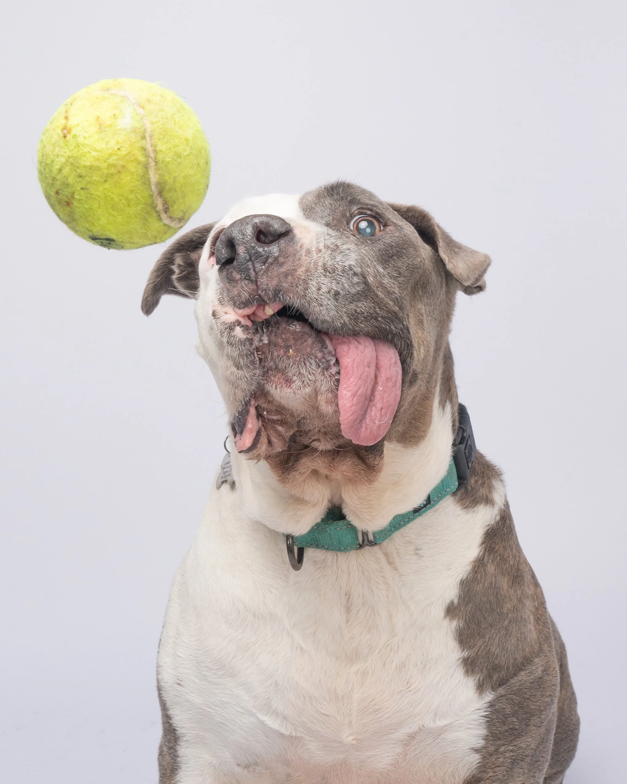 Luvable Dog Rescue | Join the Rescue Movement Today