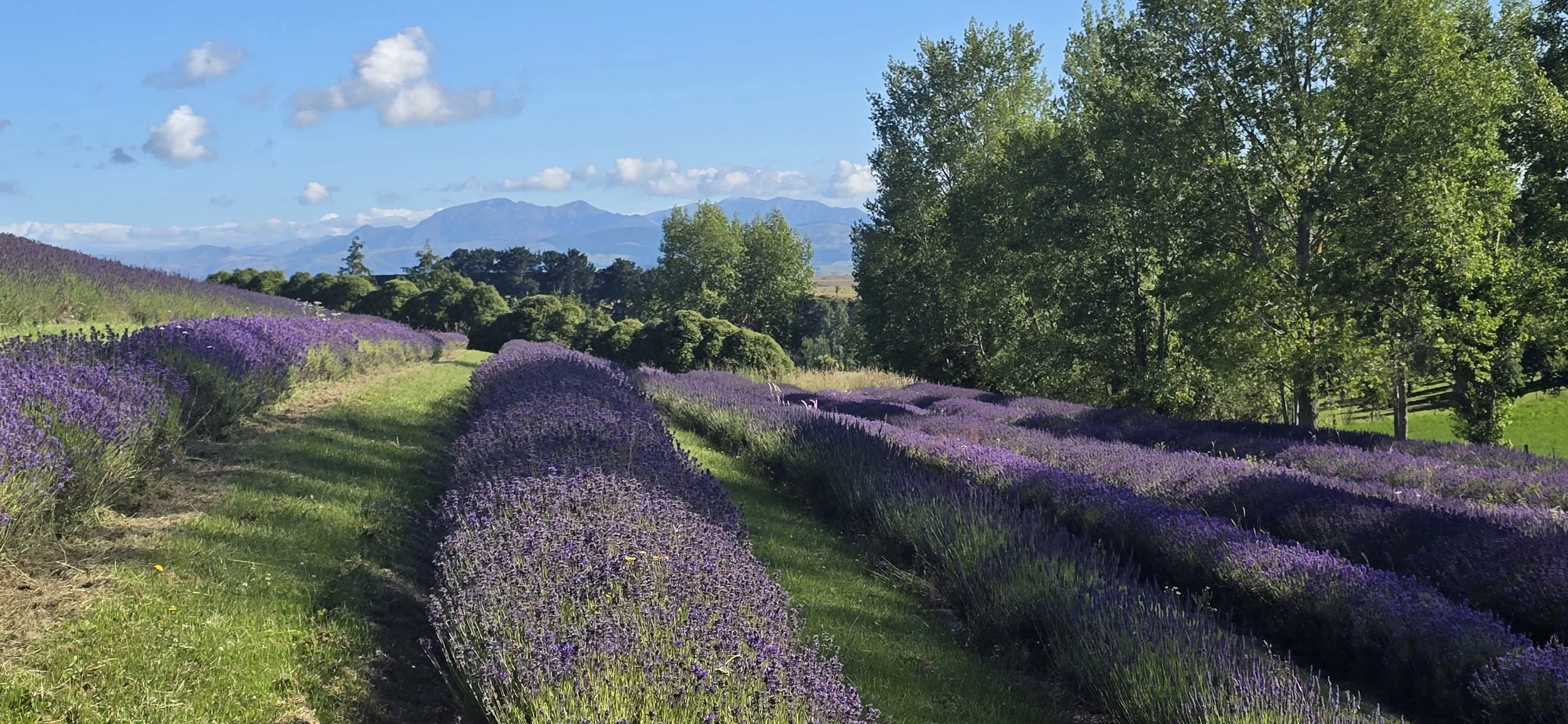 Limestone Valley Lavender Farm | Lavender Products & Farmstay in ...