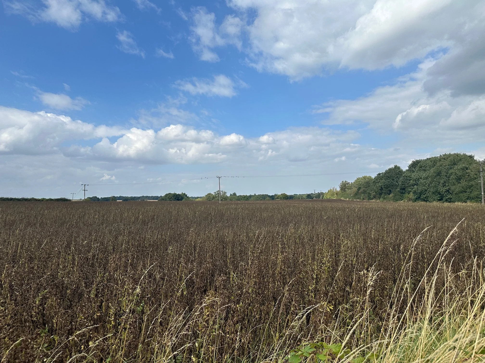 Land Promotion Sprotbrough | Case Study — Bielby Associates