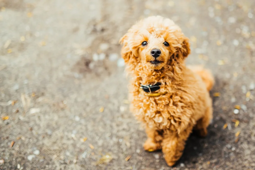 About Us — Poodle Rescue Connecticut