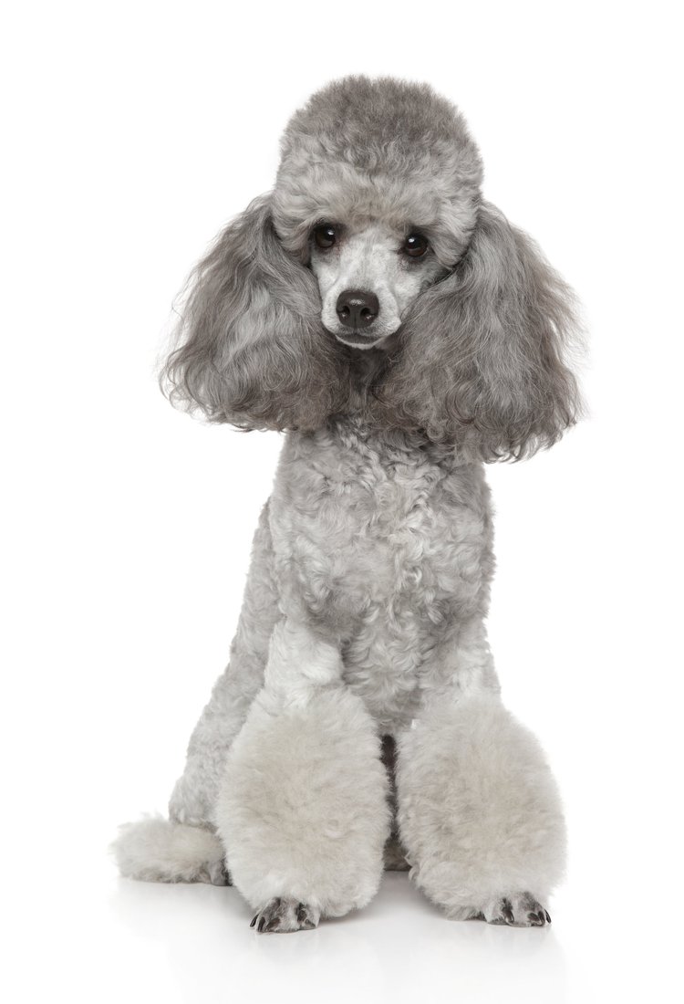 Our Process — Poodle Rescue Connecticut