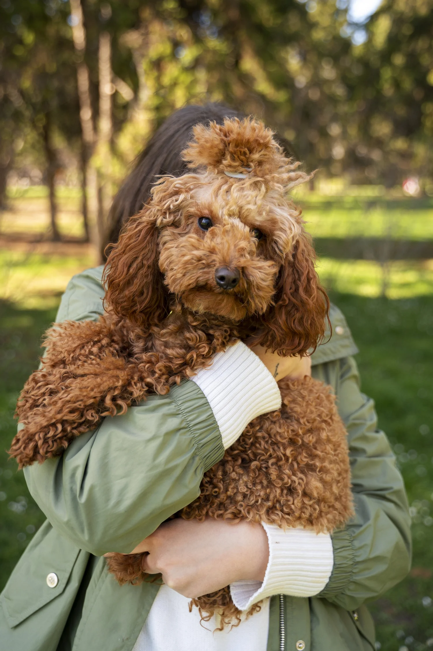 Poodle Rescue Connecticut - Adopt Today