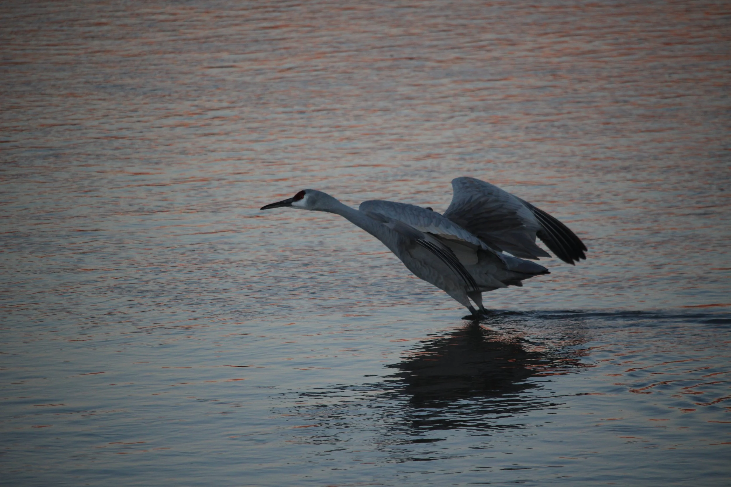 Will New Mexico’s Rivers Get a Cut of NM’s Budget in 2026? — New Mexico ...