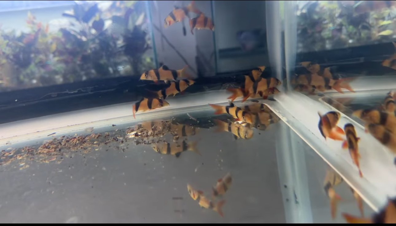 Clown loach — Ellys Freshwater Fish