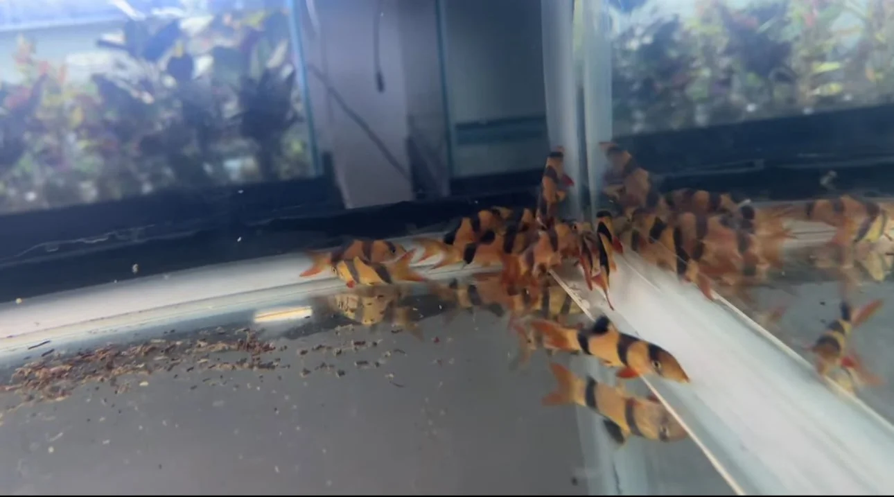 Clown loach — Ellys Freshwater Fish