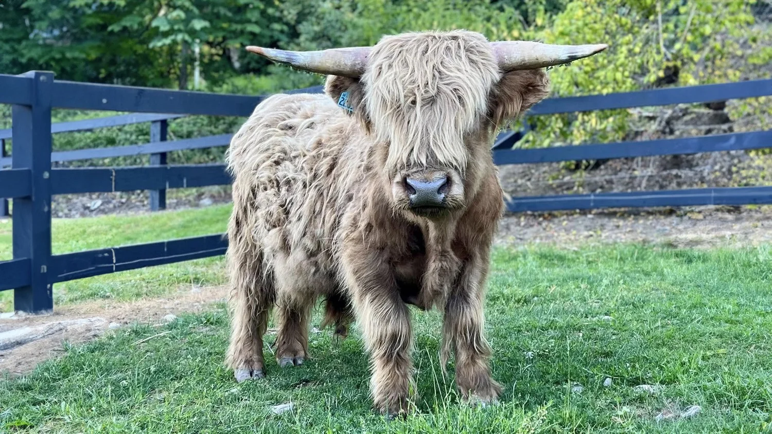 Miniature Highland Cows - Fairweather Farm, Tamborine, Australia
