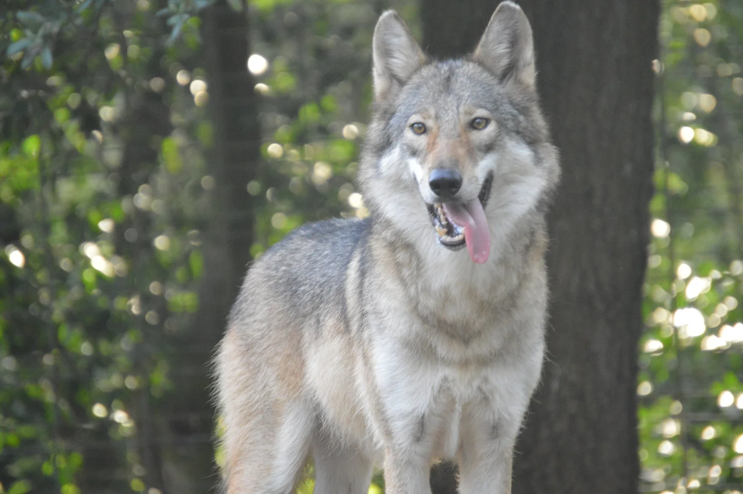 In Harmony With Nature Wolf Sanctuary | Reconnect and Take Action