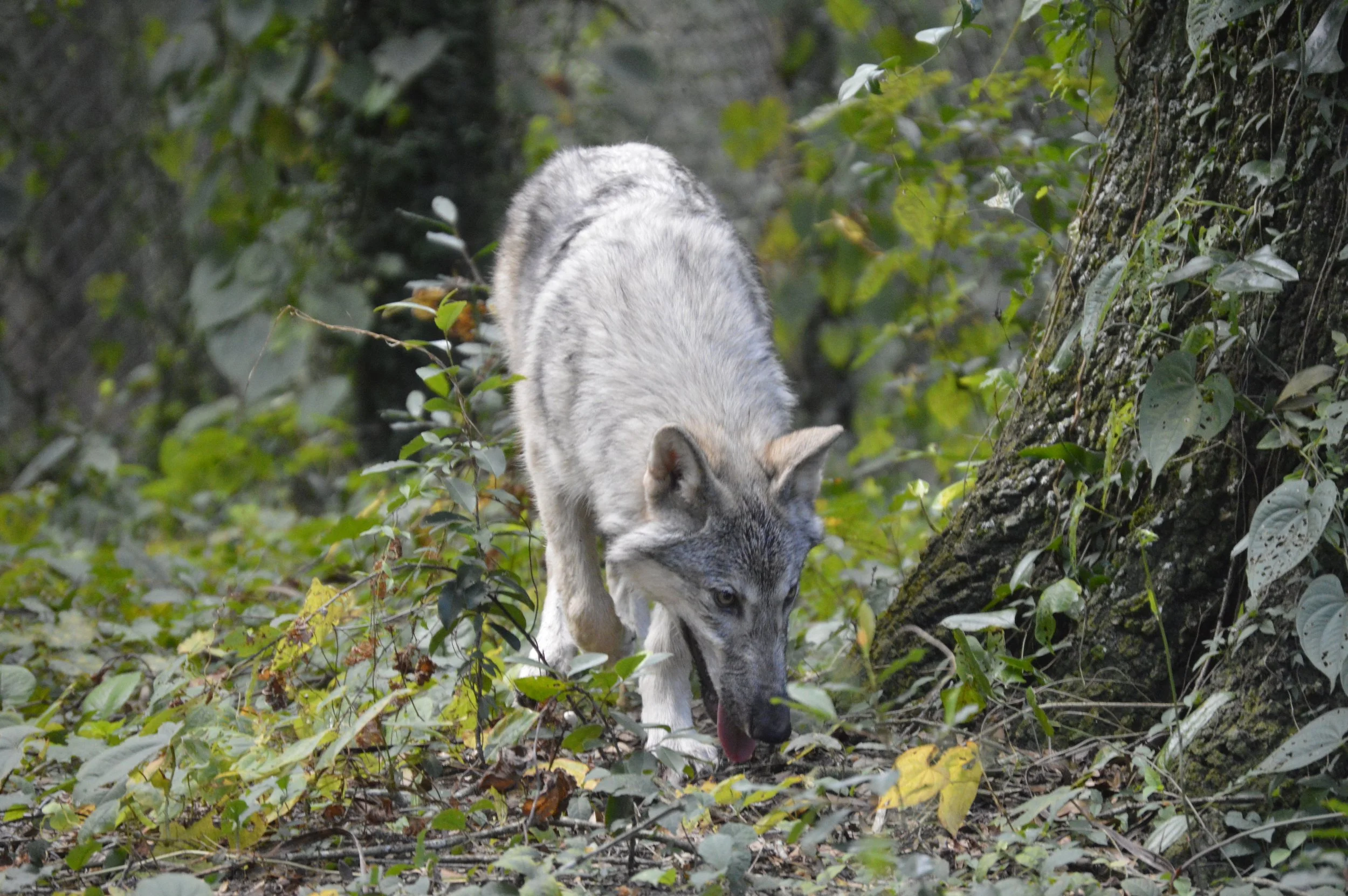 In Harmony With Nature Wolf Sanctuary | Reconnect and Take Action