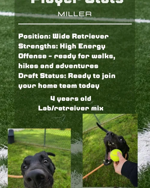 Chippewa Humane Association | Support Animal Welfare Today