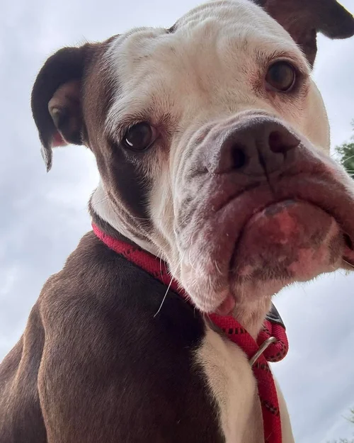 Chippewa Humane Association | Support Animal Welfare Today