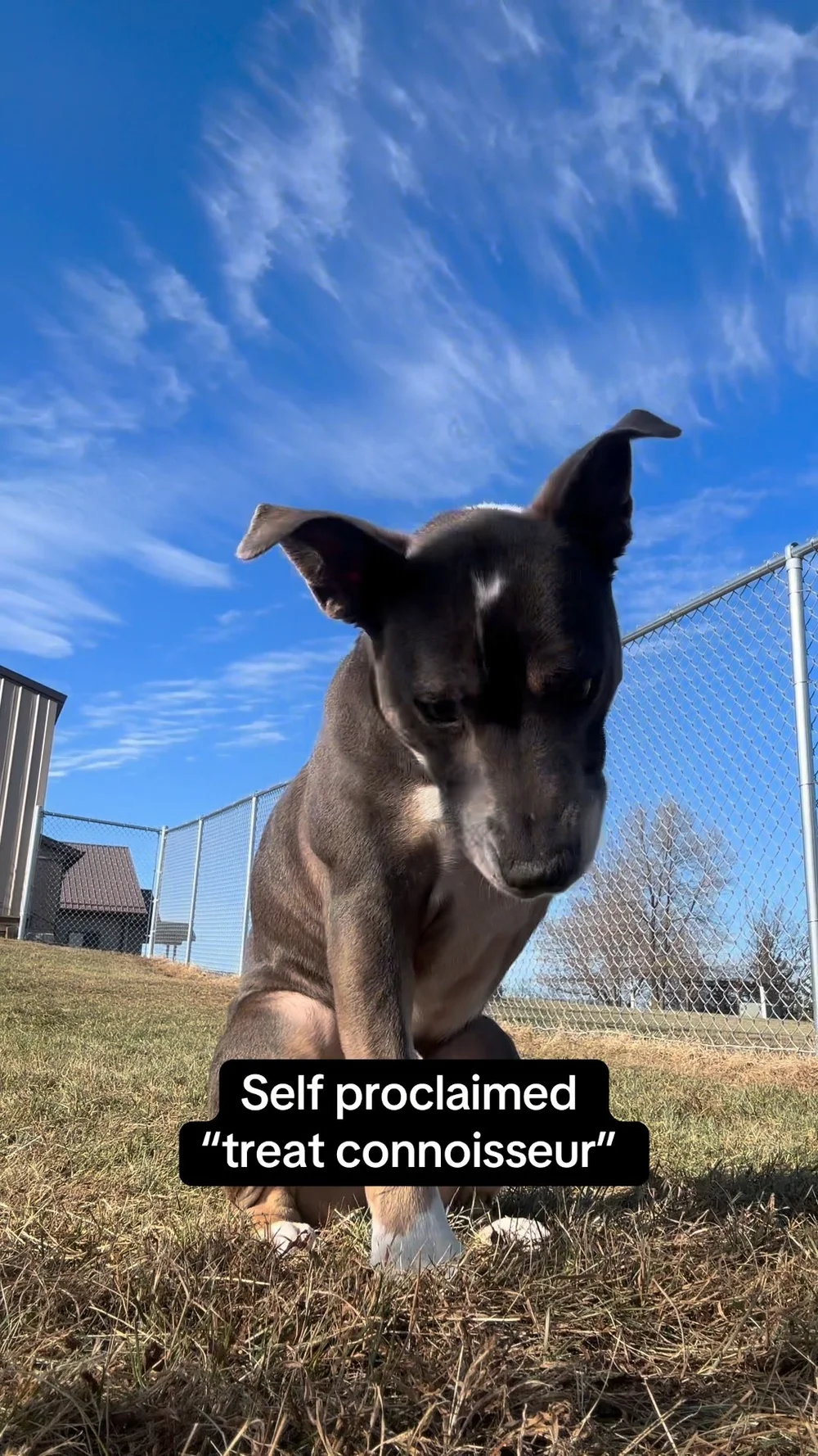 Chippewa Humane Association | Support Animal Welfare Today