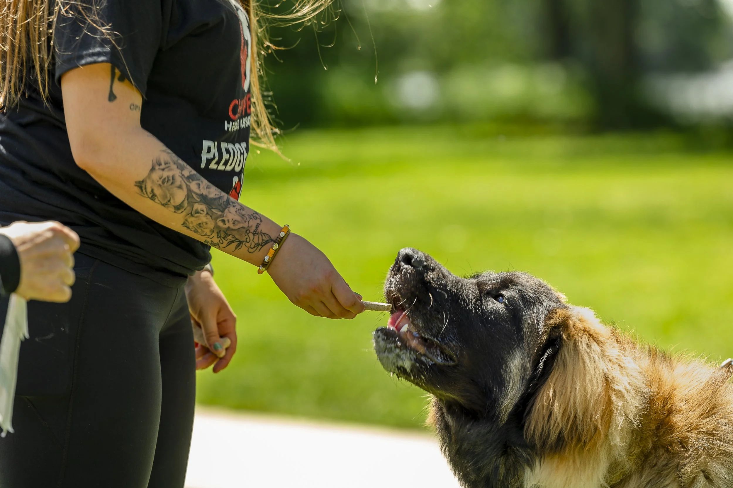 Chippewa Humane Association | Support Animal Welfare Today