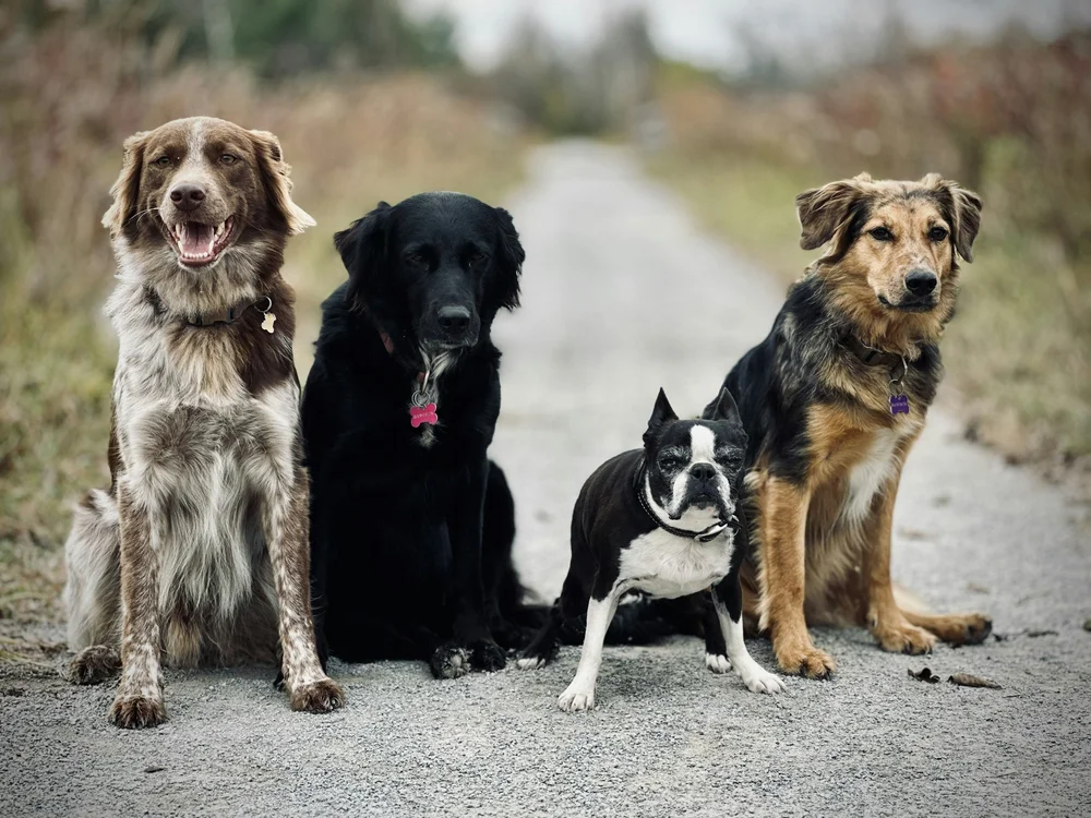 Birmingham Dog Rescue | Make a Difference Today