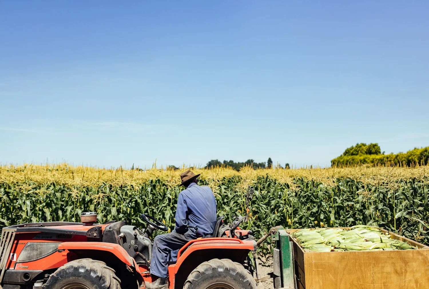 Careers | Bayley Produce Hawke’s Bay — Bayley Produce