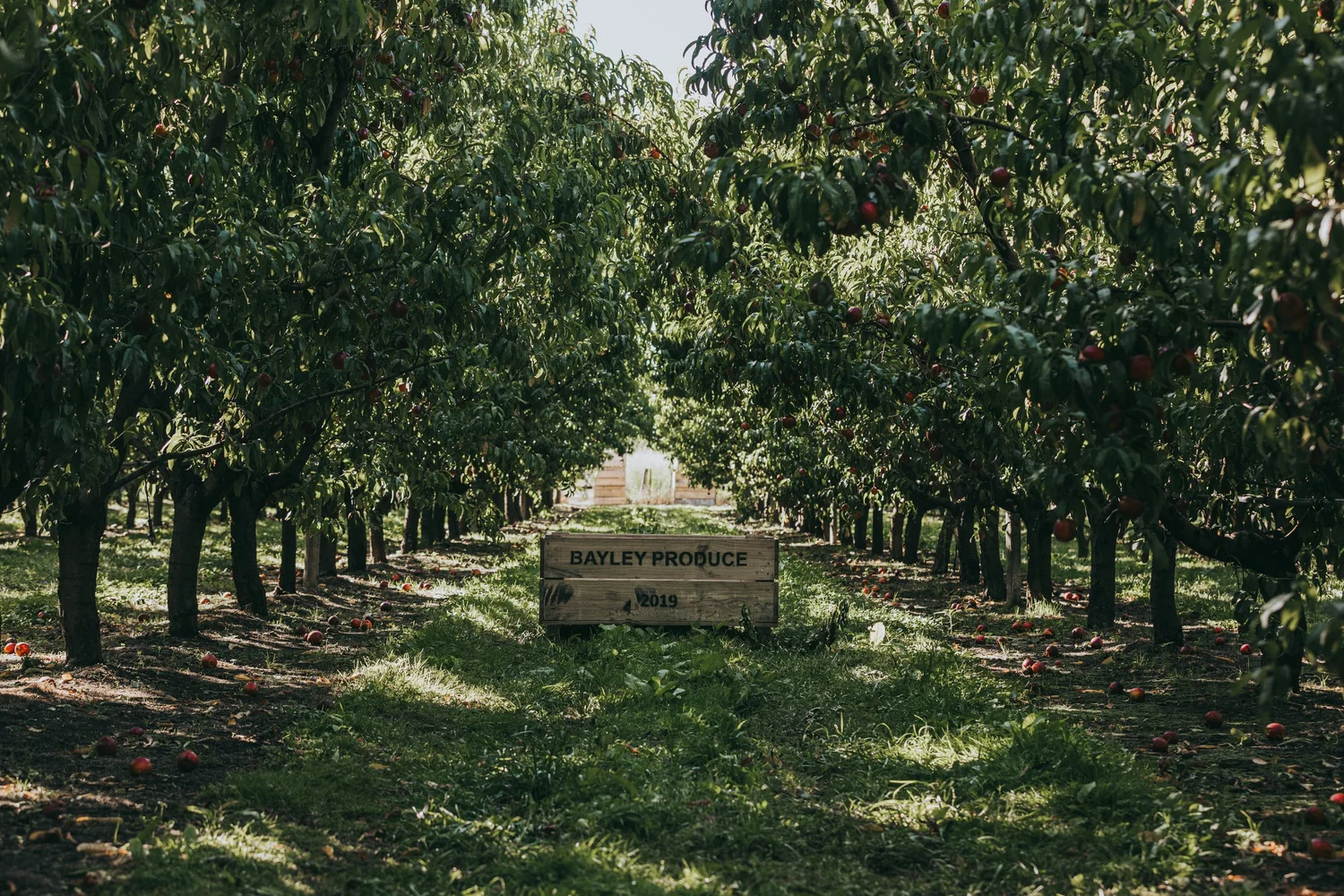 Our Story | Bayley Produce — Bayley Produce