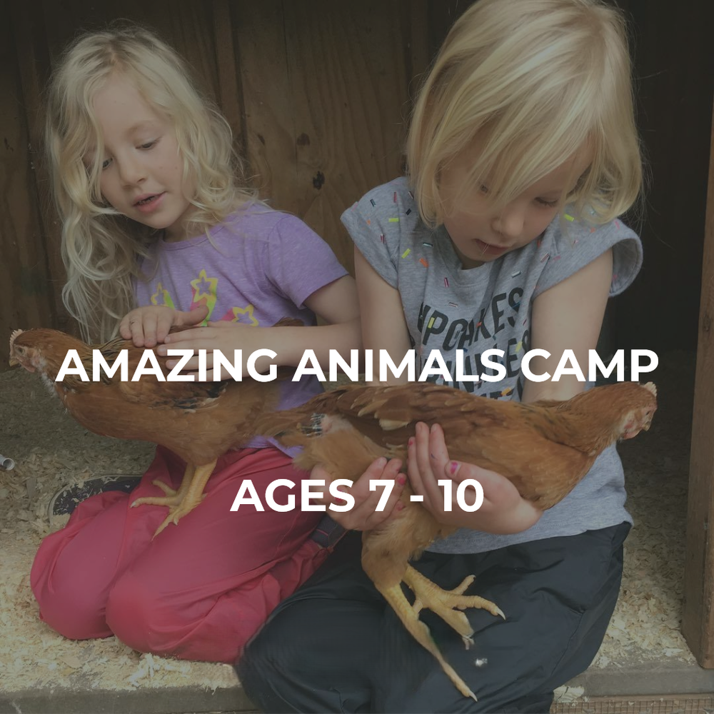 About Summer Camp — Common Ground