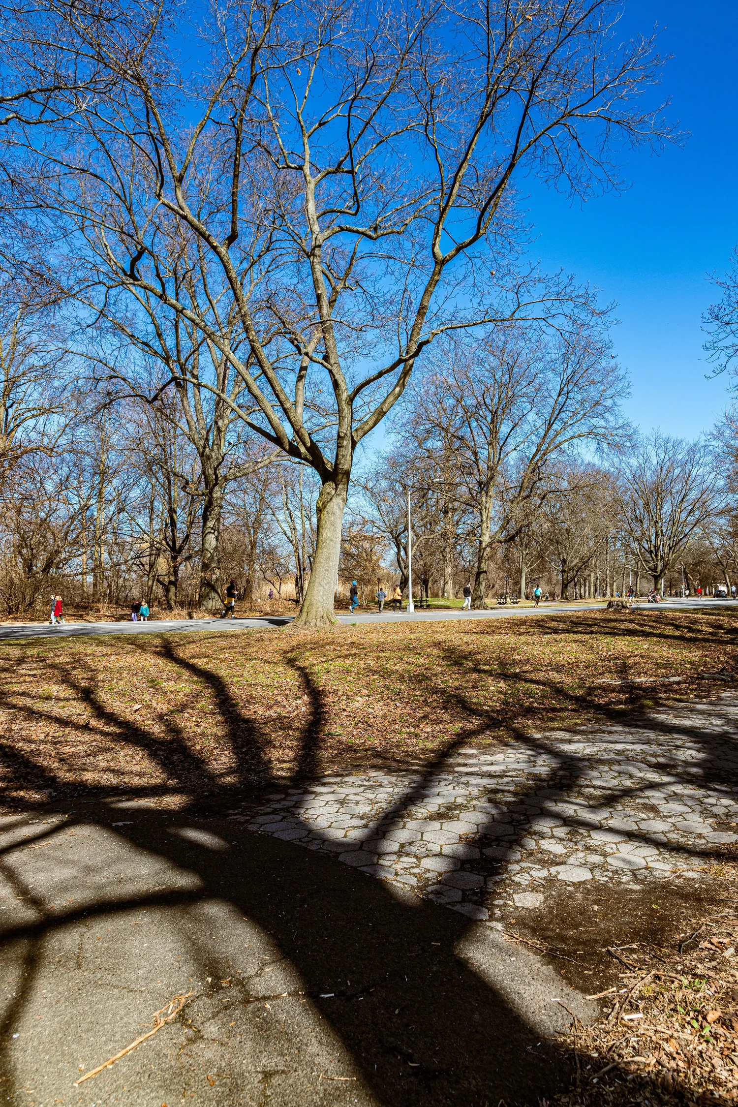 Prospect Park — CityNeighborhoods.NYC