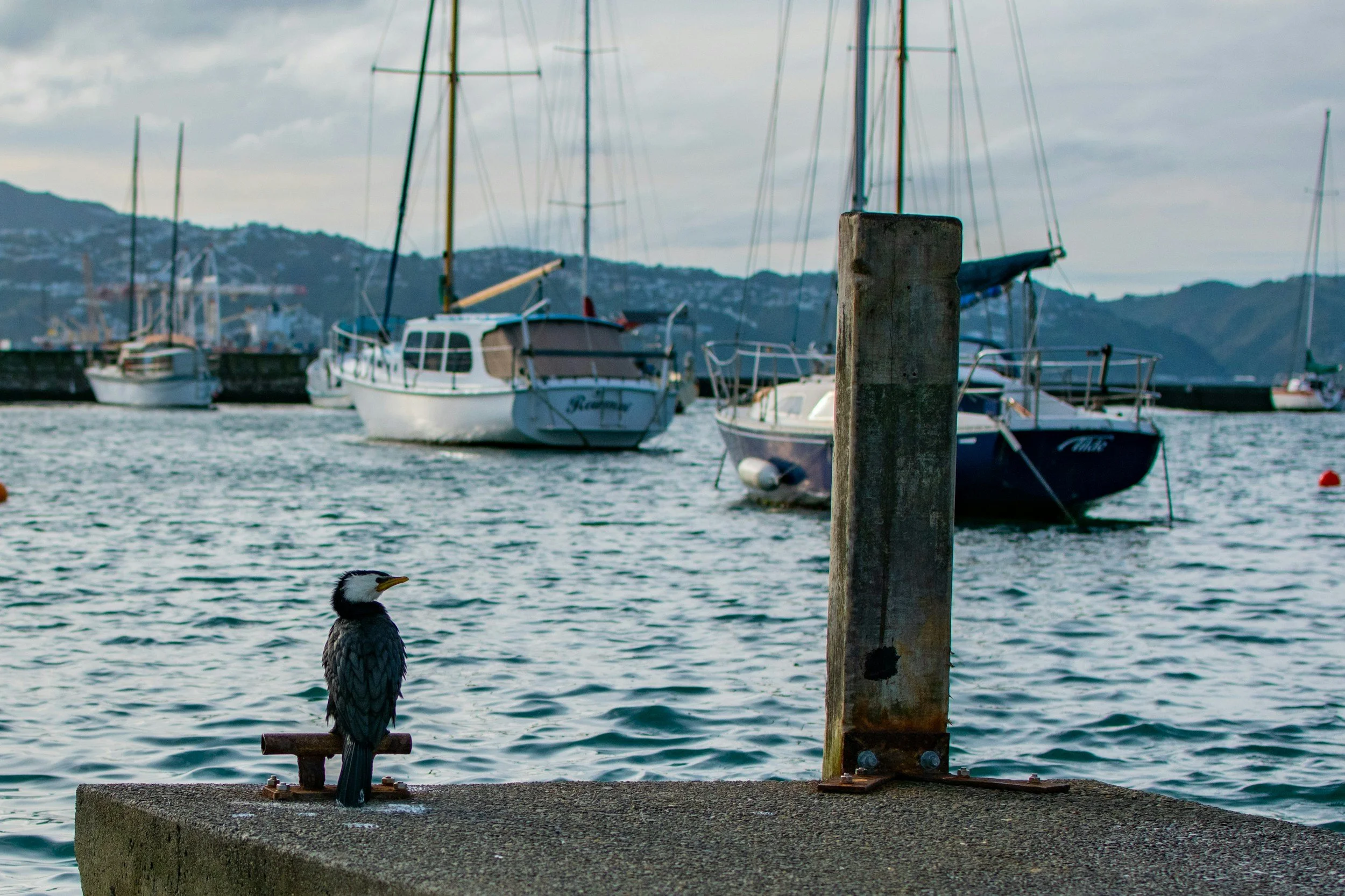 Tide API - Official LINZ Data & Local and Global Forecasts — MetService ...