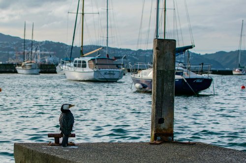 Tide API - Official LINZ Data & Local and Global Forecasts — MetService ...