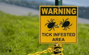 Does Lyme Disease Contribute to Dementia? — HealthSpan Internal Medicine