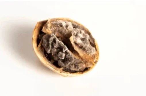 Can Mold Exposure Affect Brain Function and Memory? — HealthSpan ...
