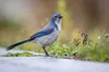 Bird Pecking Order Explained: Why Jays Dominate Backyard Feeders ...