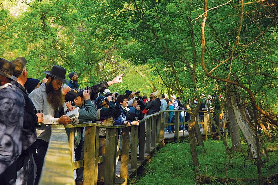 Biggest Week at Magee Marsh: Your Guide to Ohio’s Peak Spring Migration ...