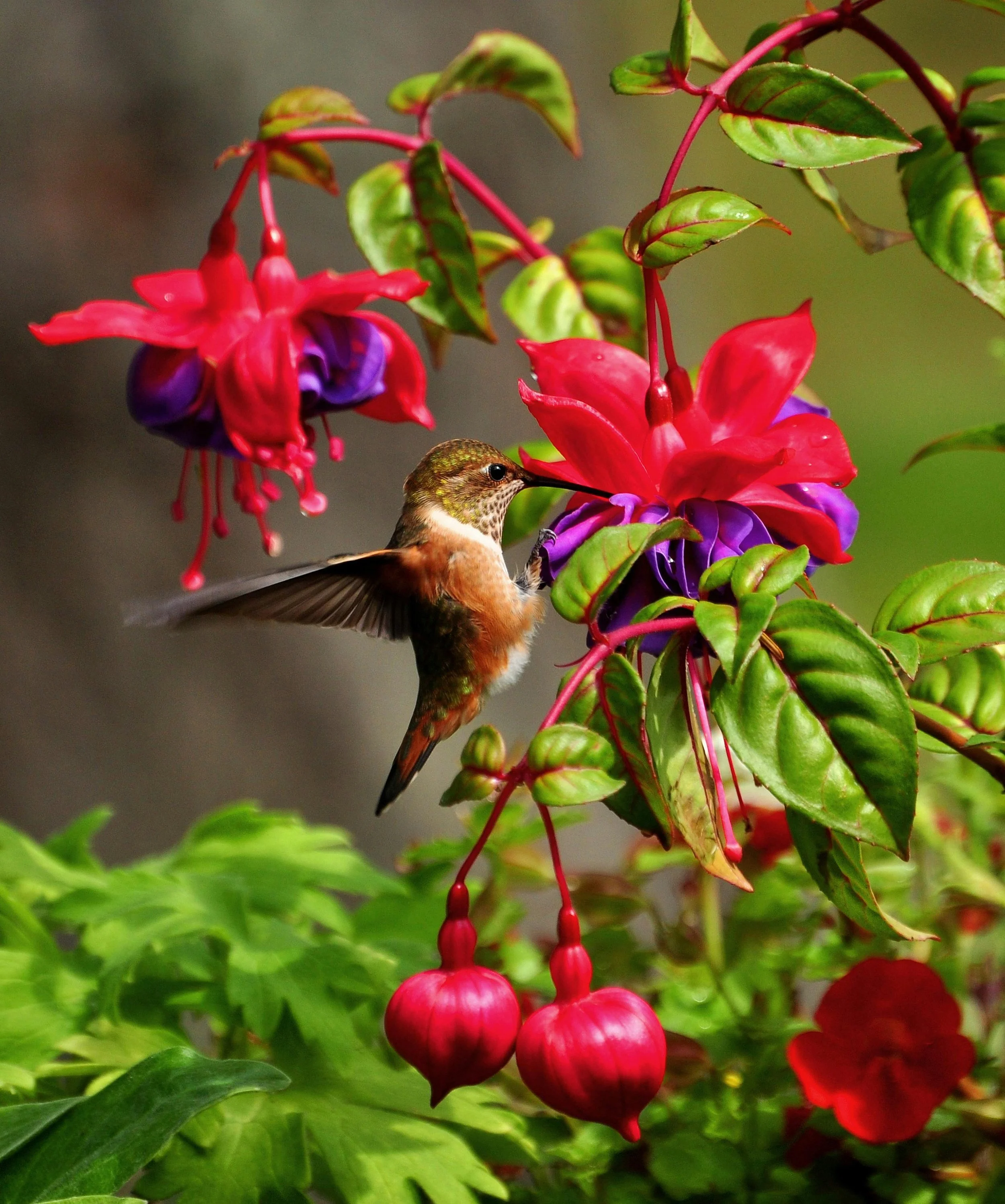 Why Hummingbirds Migrate — Rather be Birding