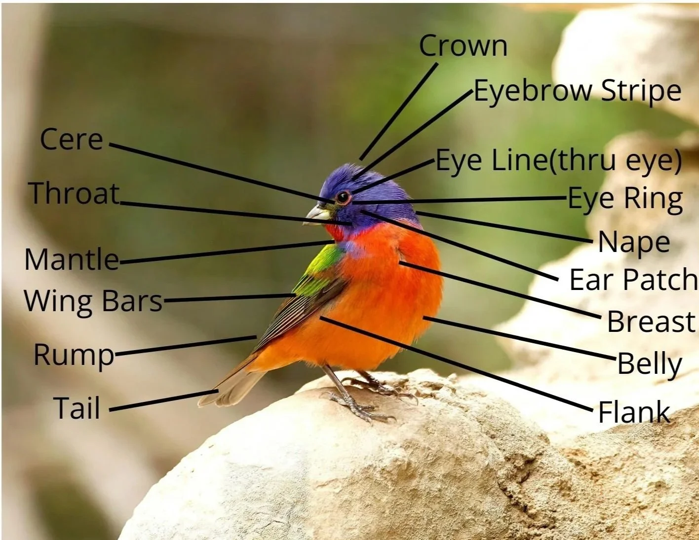 Learning Bird Field Marks: How Beginners Identify Birds — Rather be Birding