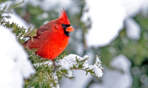 Northern Cardinal: Habitat, Diet & Backyard Birding Guide — Rather be ...