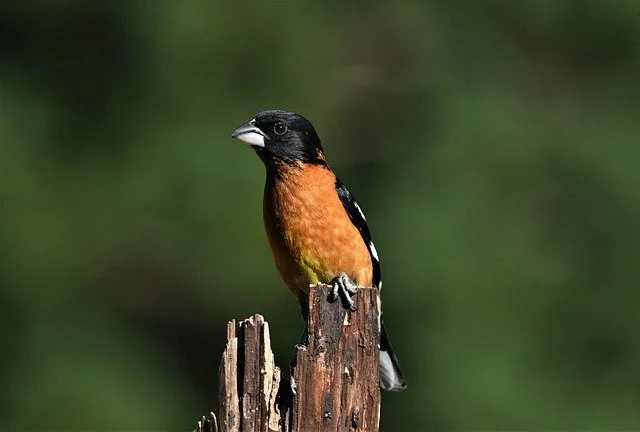 Meet the Grosbeaks: Colorful Cousins of North America — Rather be Birding