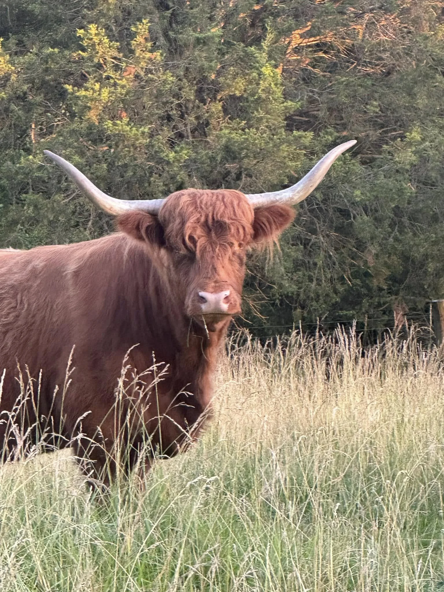 About Highlands | Experience Highland Beef Today — Highlander Hills Farm