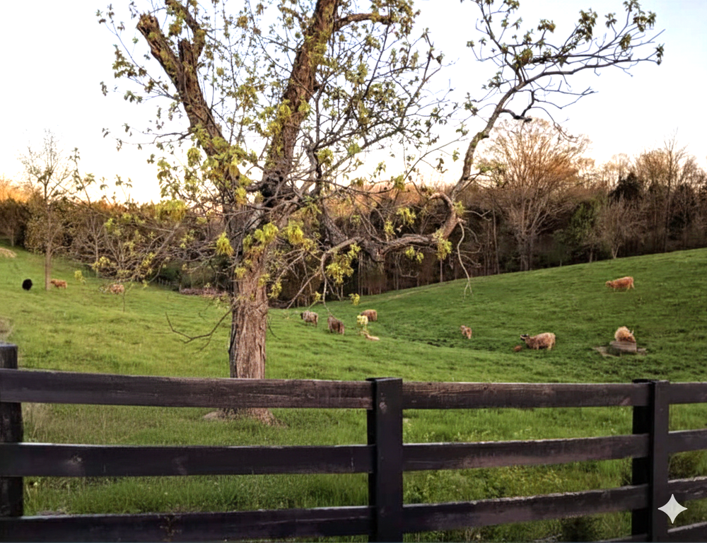 Highlander Hills Farm | Explore Highland Cattle Today