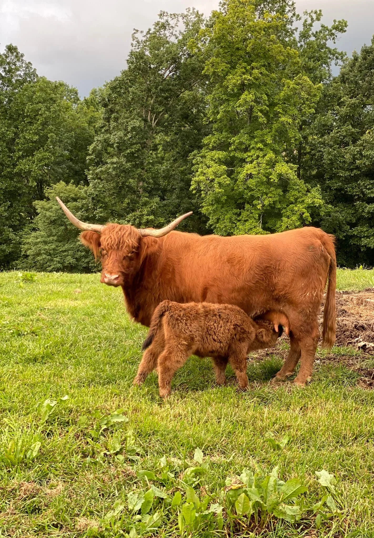 About Highlands | Experience Highland Beef Today — Highlander Hills Farm