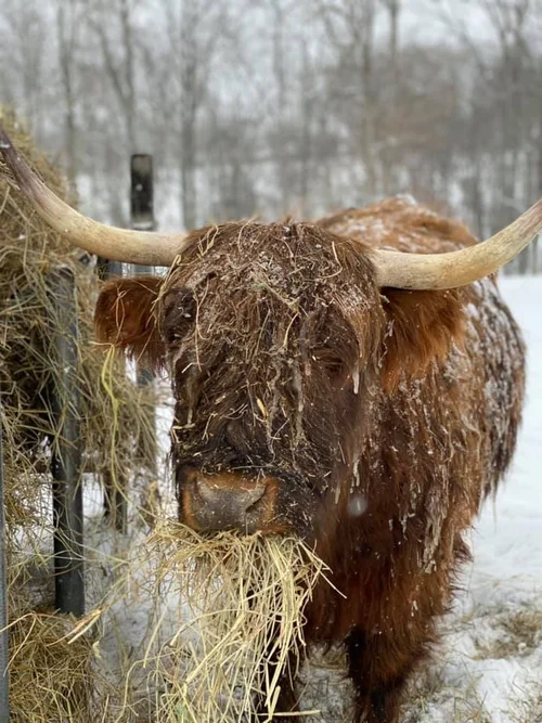 About Highlands | Experience Highland Beef Today — Highlander Hills Farm