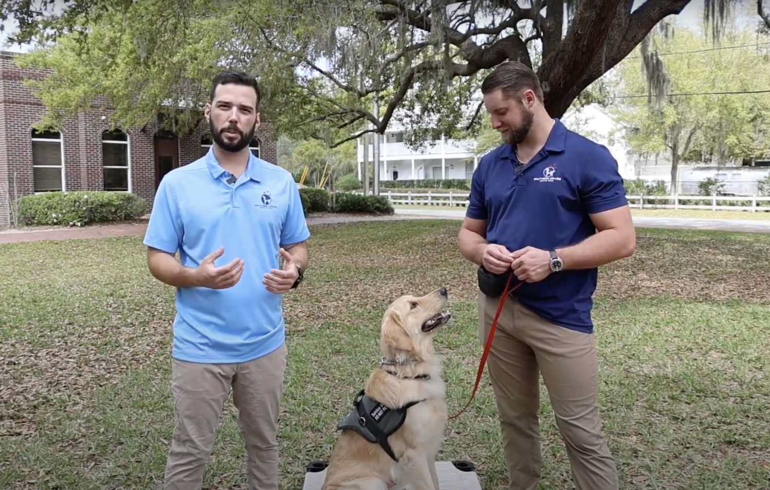Meet Matty — Southern Cross Service Dogs