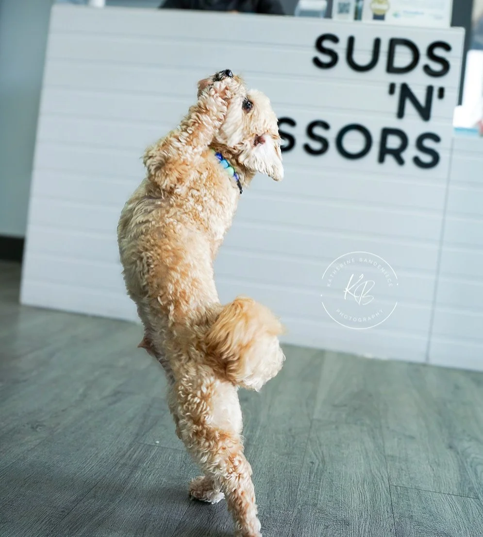 Suds 'n' Scissors | Experience Expert Pet Grooming Today