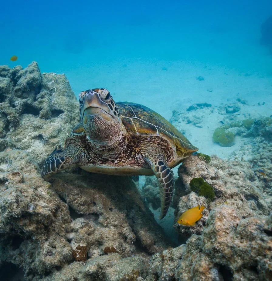 Marine Conservation Cook Island Snorkel with the Turtles — Snorkel with ...