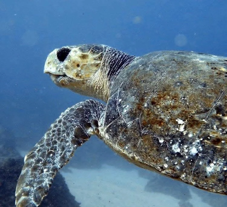 Marine Conservation Cook Island Snorkel with the Turtles — Snorkel with ...