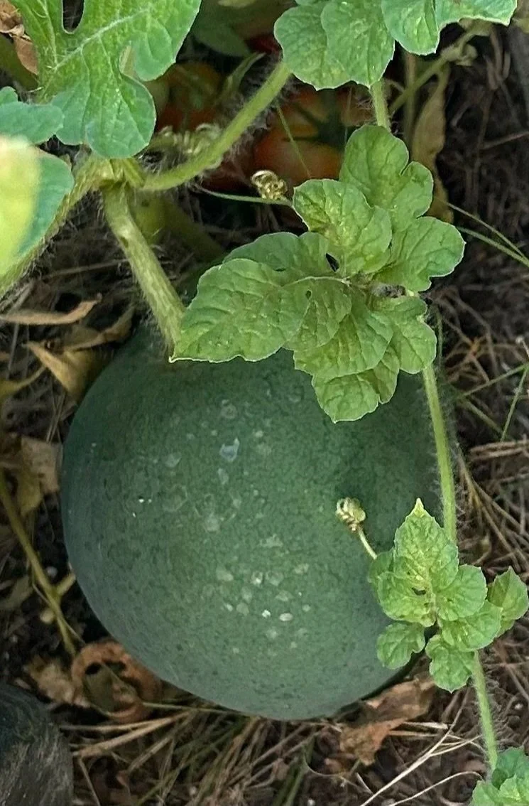 Starting Small — Inspire Impact LLC